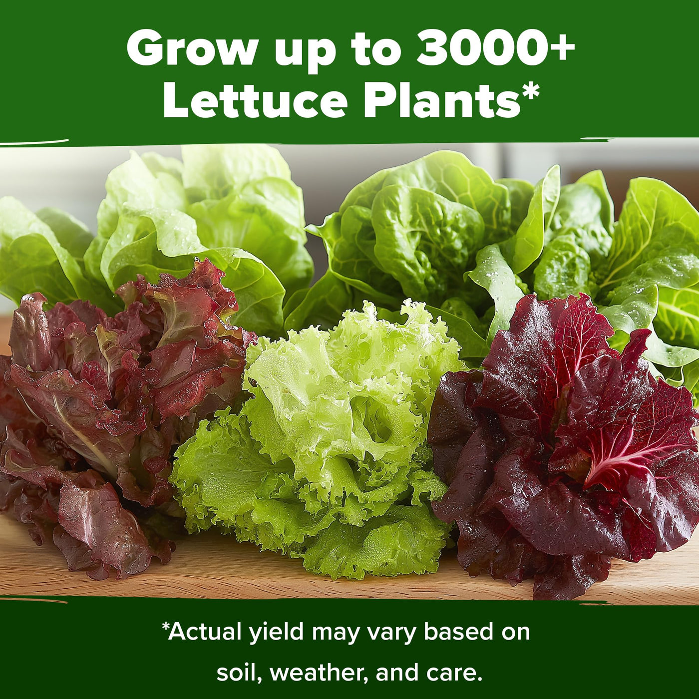 HOME GROWN 5 Lettuce Seed Pack 3950 Seeds — Retros Market